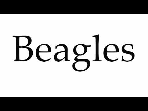 How to Pronounce Beagles