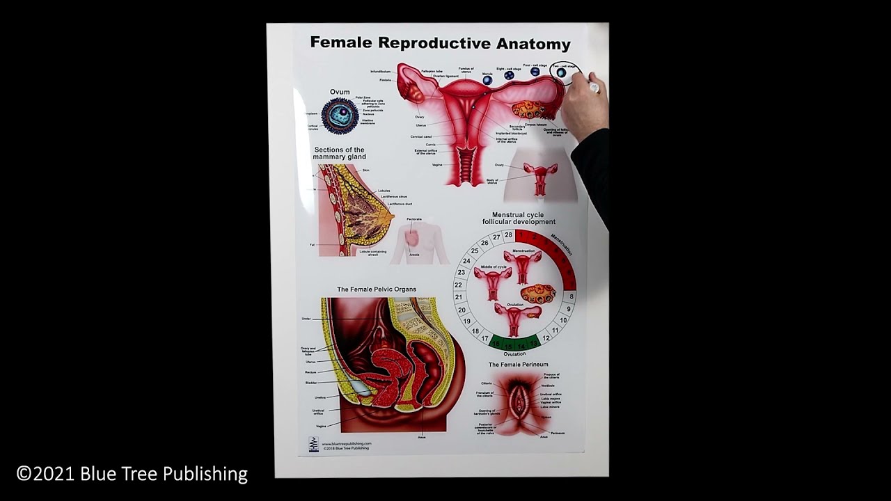 Female Reproductive Large Poster