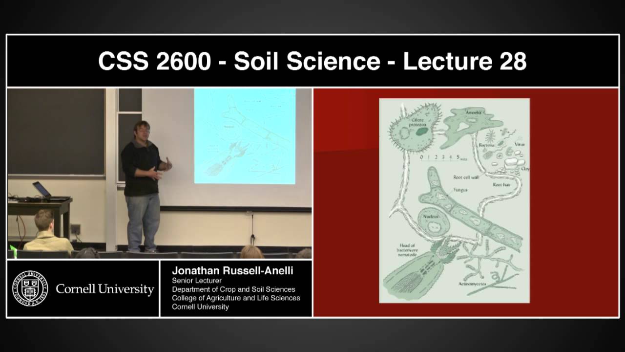 PLSCS 2600 - 28 - Soil Dynamics III – Potassium and an intro to Soil Ecology