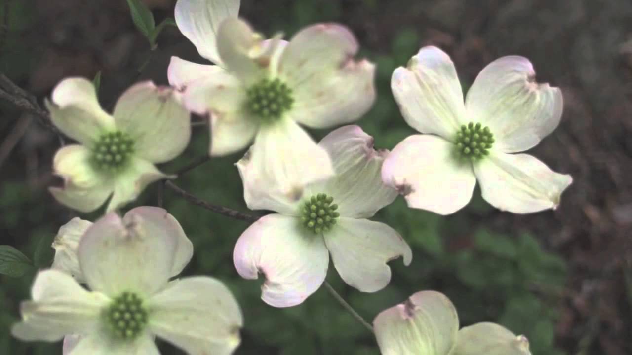 Cherokee Princess Dogwood