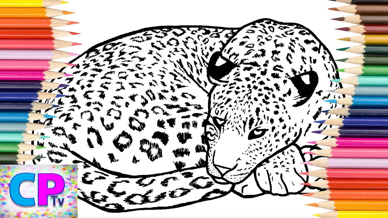 Leopard Coloring Pages,How to Color Wild Animals,Drawing of The Leopard,Coloring Pages Tv