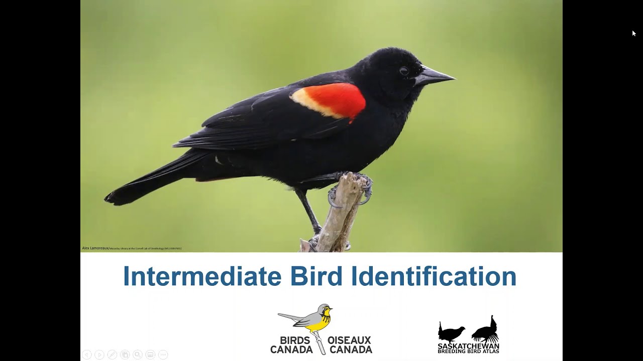 Intermediate Bird Identification - Blackbirds and Starlings
