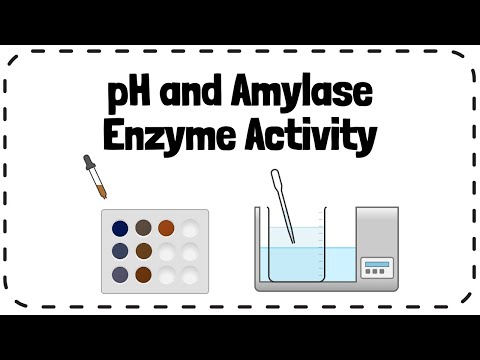 Investigating Effect of pH on Enzyme (Amylase) Activity - GCSE Biology Revision