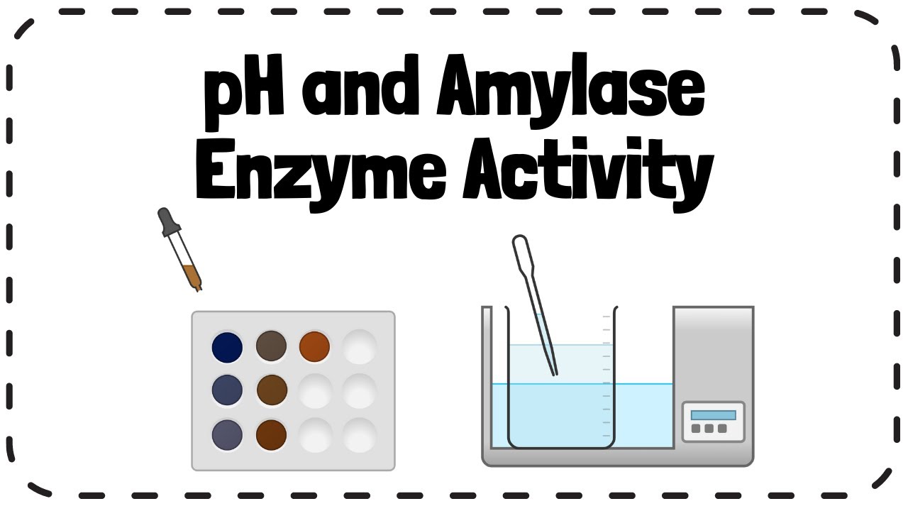 Investigating Effect of pH on Enzyme (Amylase) Activity - GCSE Biology Revision