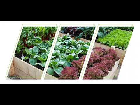5 Surprise Rich Benefits Of Urban Gardening