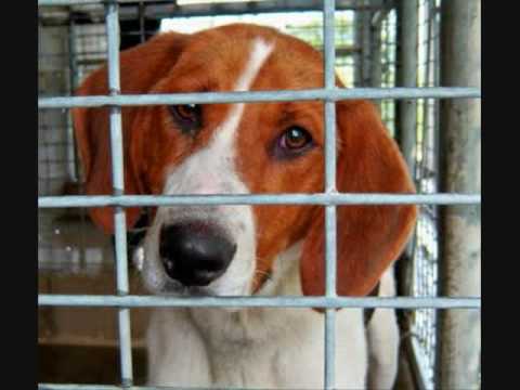 SPCA Commercial