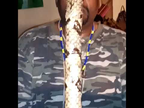 Rattlesnake Medicine!