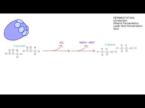 Online Biology Tutorial: Fermentation