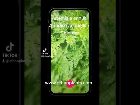 L'Artemisia annua, armoise annuelle appelé aussi armoise chinoise [Ethnoplants]