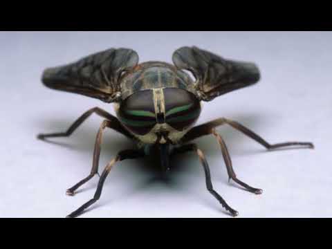 Why are horseflies so aggressive? Why do horsefly bites hurt so much? Do horseflies actually bite?