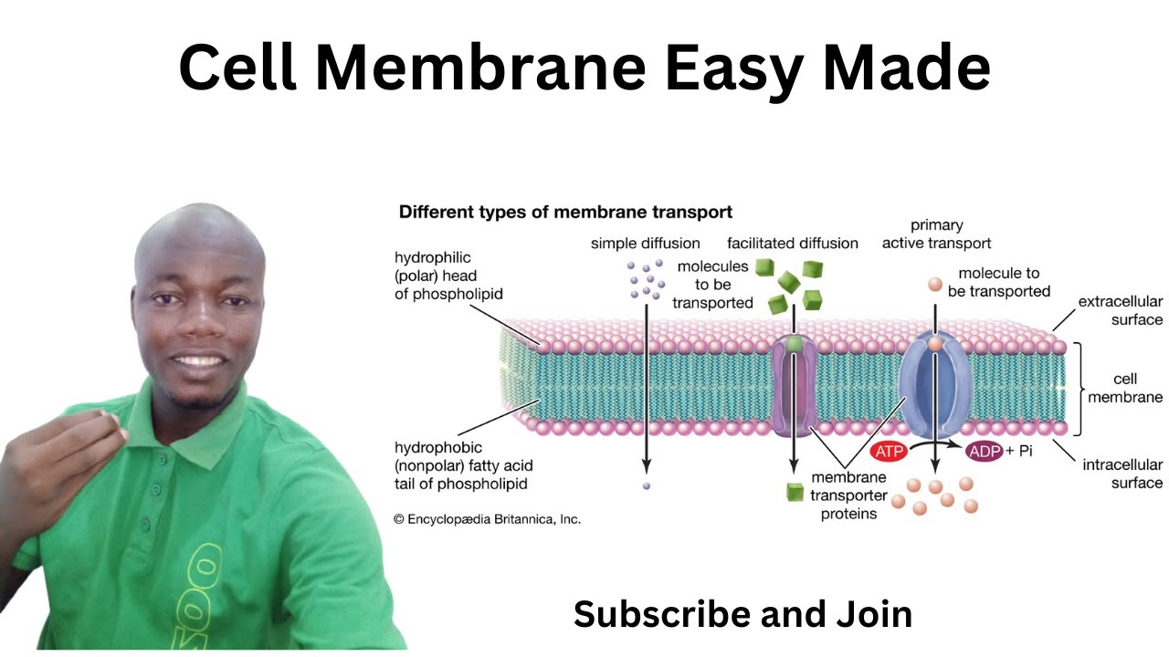 Understanding Cell Membranes: Structure, Function, and Importance | Galaxy.ai
