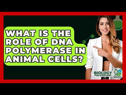 What Is The Role Of DNA Polymerase In Animal Cells? - Biology For Everyone