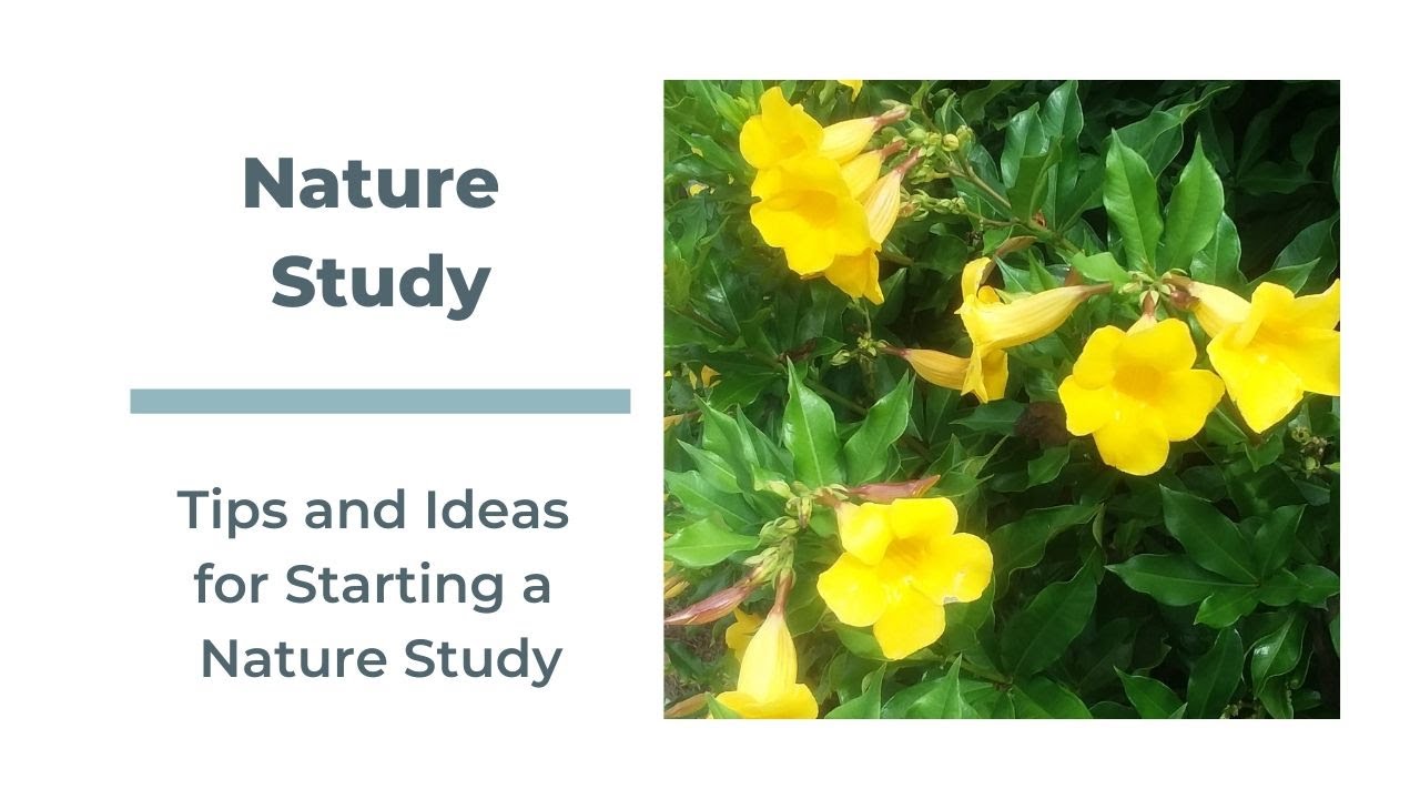 Nature Study: Tips and Ideas for Starting a Nature Study with Your Children