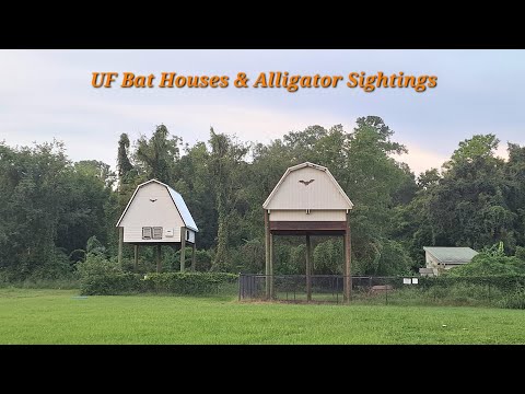 University Of Florida Bat House + Alligators - Gainesville, FL