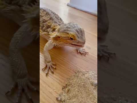 Bearded dragon becomes feisty towards mom.