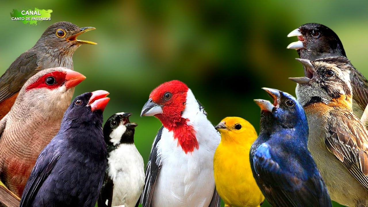 Canto dos Pássaros ao Amanhecer Para Estimulo de Canto em Várias Espécies !