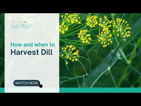 How and When to Harvest Dill