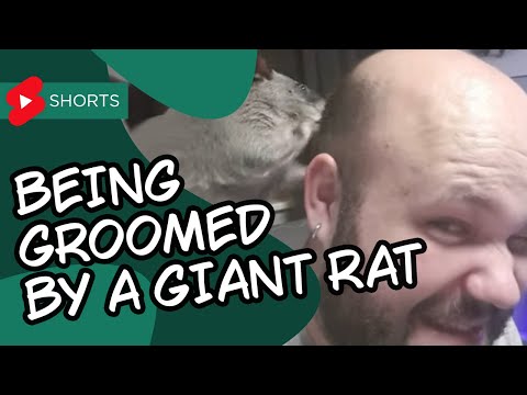 What's it like to be groomed by a Giant Gambian Pouched Rat?