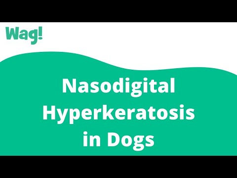 Nasodigital Hyperkeratosis in Dogs | Wag!