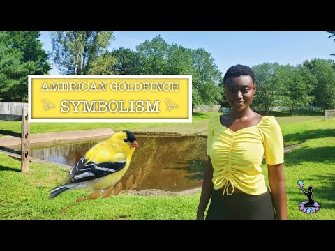 American Goldfinch Spirit Animal Totem | Look on the bright side ๐นโ๐น