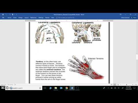 Hand Anatomy: Ligaments & Tendons