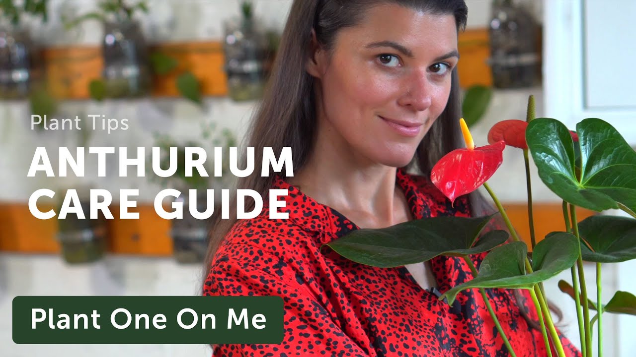 Ultimate ANTHURIUM (Flamingo Flower) Care Guide — Ep 195