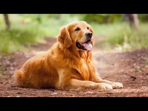 Top 10 Smartest Dog Breeds
