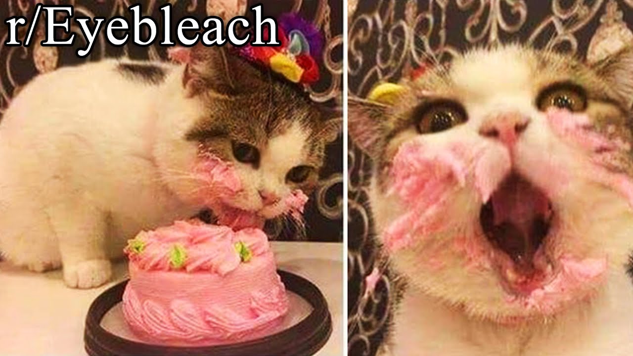 r/Eyebleach | THIS CAKE SO GOOD