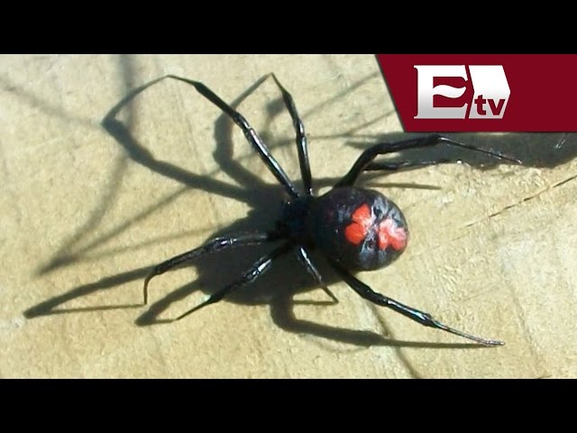¿Cómo identificar a una araña viuda negra y cuáles son los síntomas ...