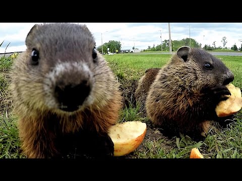 Baby gophers smack their lips adorably as they munch on apple slices ...