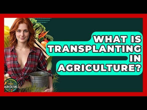 What Is Transplanting In Agriculture? - The World of Agriculture