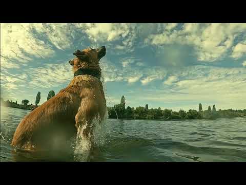 Can Dogs See Yellow? Understanding Canine Color Vision