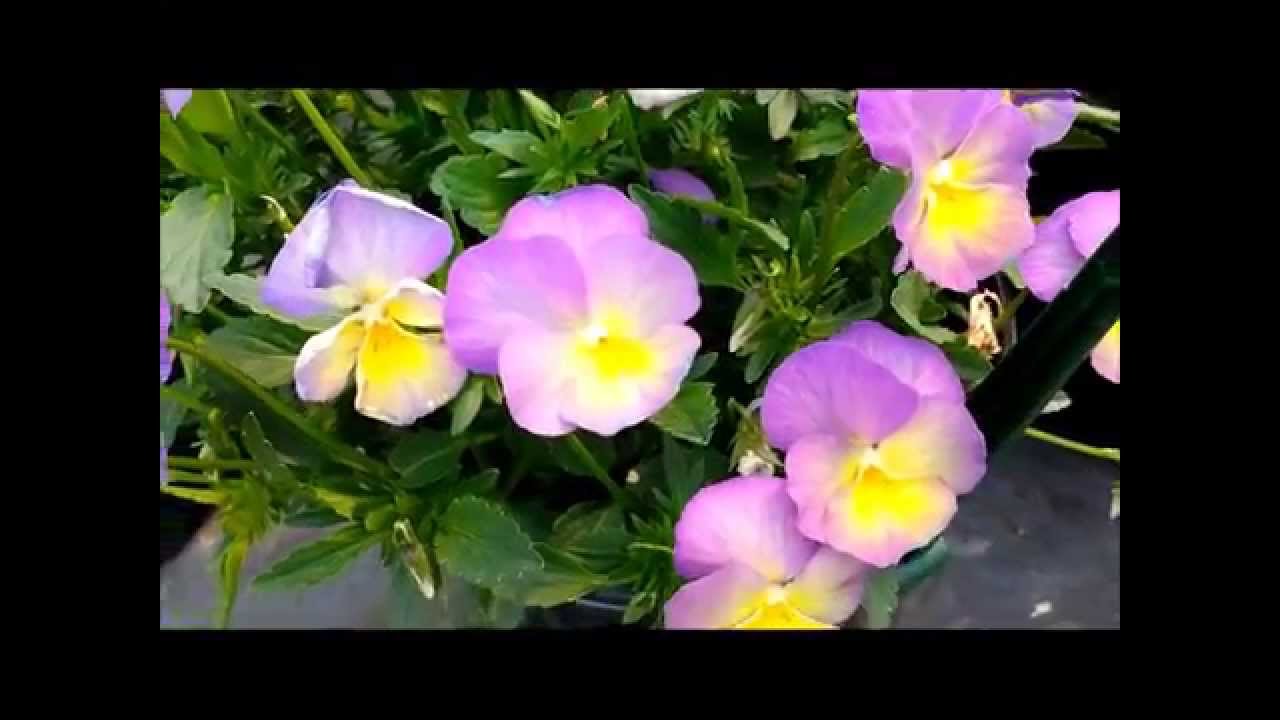 Best Perennials, Viola 'Starry Night'