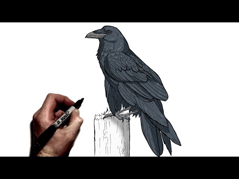 How To Draw A Raven | Step By Step