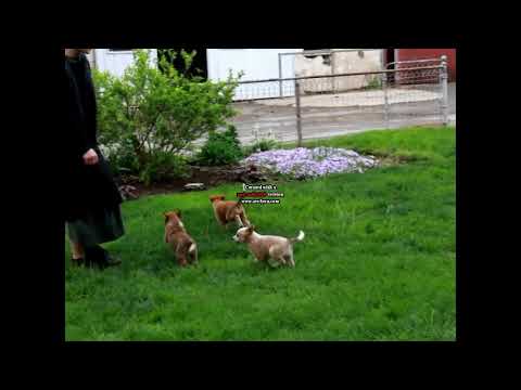 Australian Cattle Dog Puppies For Sale