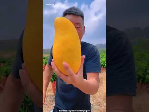 The secret of China's golden mangoes????