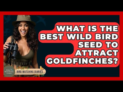 What Is The Best Wild Bird Seed To Attract Goldfinches? - Bird Watching Diaries