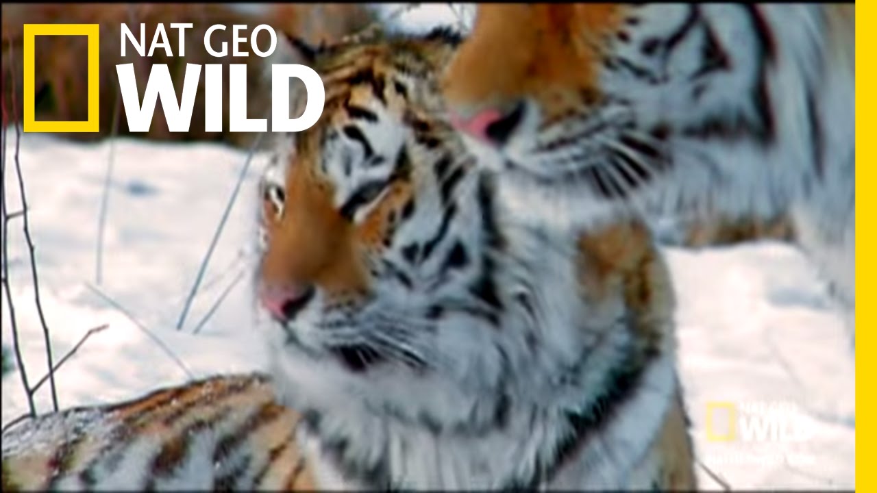 Siberia's Stripes of Death |  Nat Geo Wild