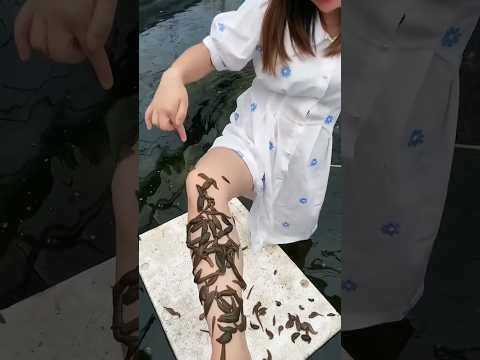 Treatment with leech #leech #viral #free #health #how #trending #animals #amazing #cobra