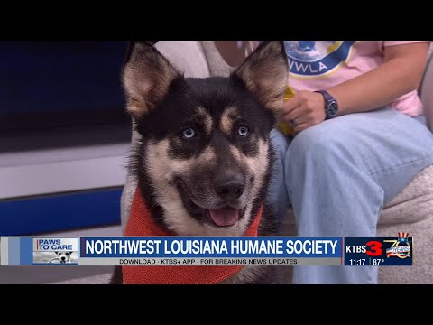 Paws to Care: Northwest LA Humane Society