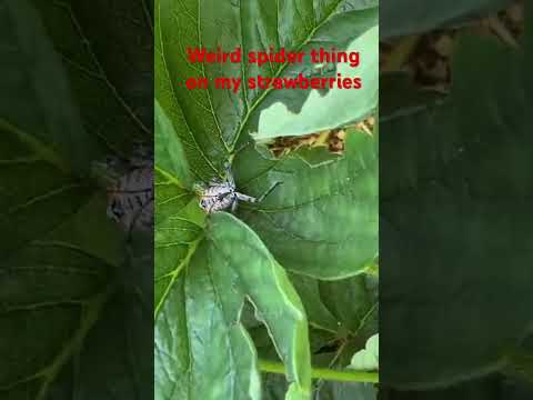 Weird strawberry spider thing
