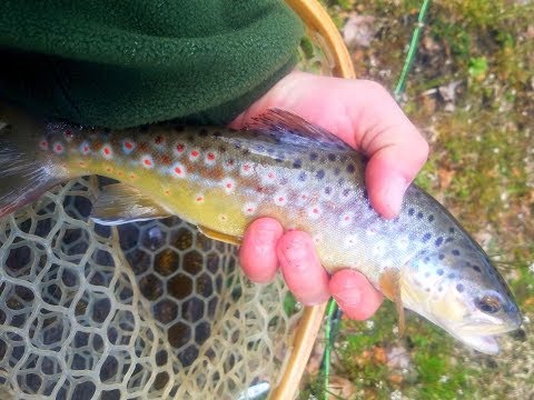 Coalfield Salmonidae