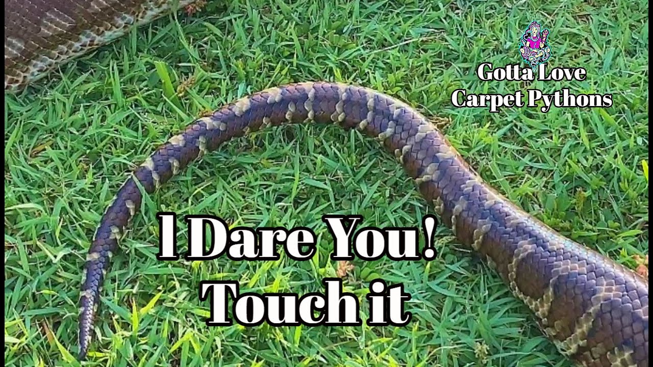 Dont Touch A Snakes Tail