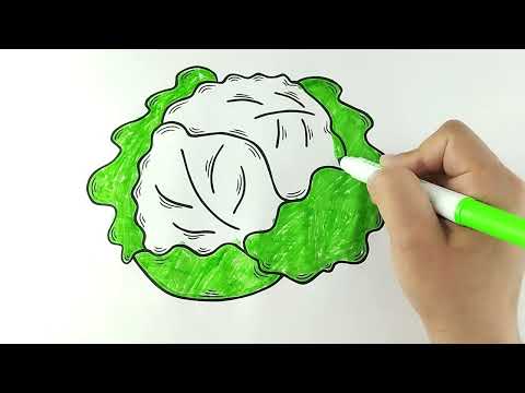 Coloring One of the types of vegetables is lettuce 🥬🥬🥬🥬🥬🥬🥬🥬🥬 رسم وتلوين Ø§ØØ¯ أنواع الخضر الخس
