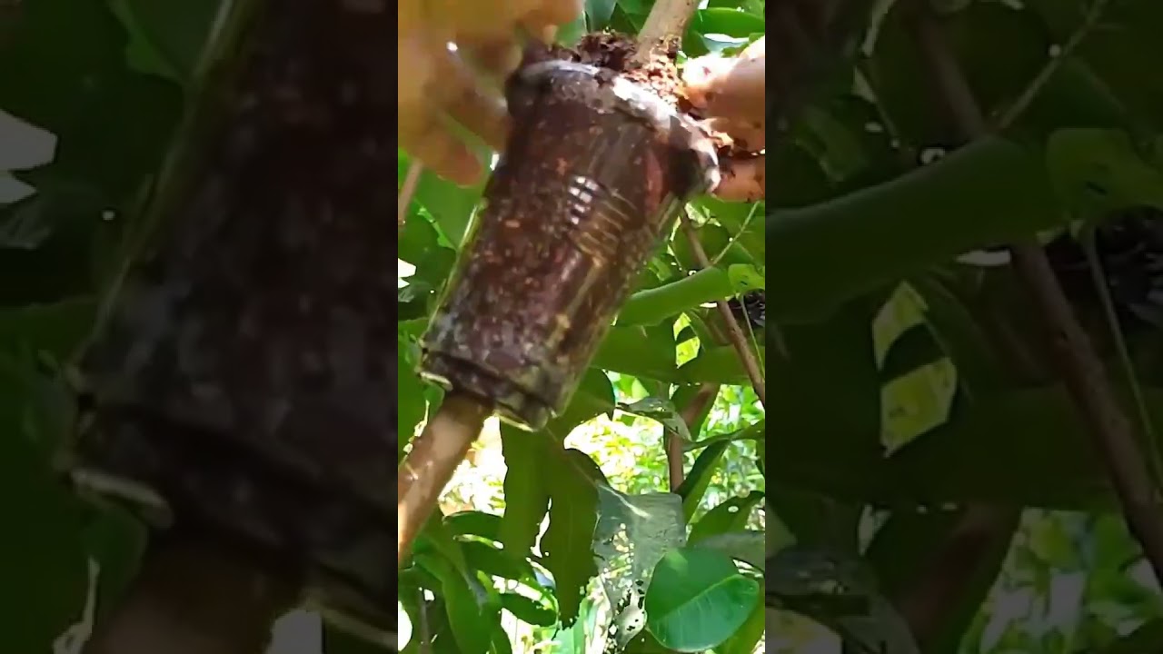 how to make tree branches take root?