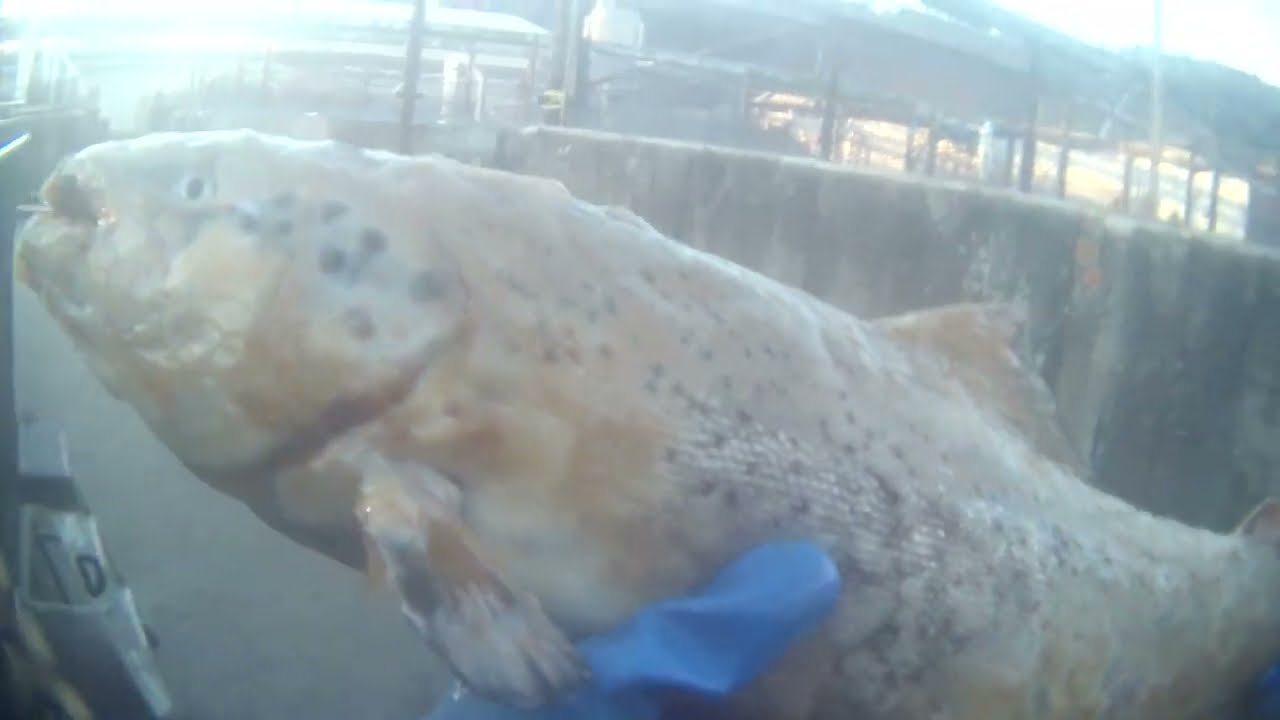 Den Fischen droht der Hühnerstall – infosperber