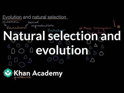 Natural selection and evolution (video) | Khan Academy