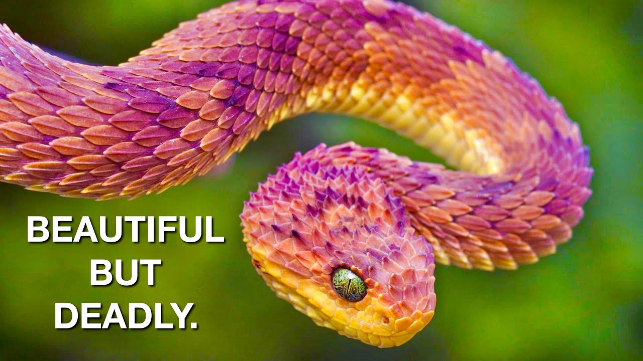 Bush Vipers: Beautiful but Deadly