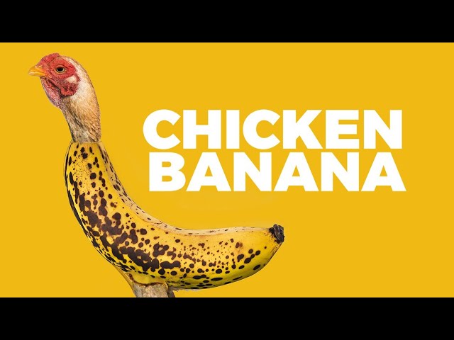 The Whole World is Dancing to "Chicken Banana" / TikTok's New Obsession ...