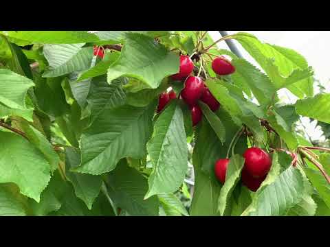 June Fruit Picking: Cherries